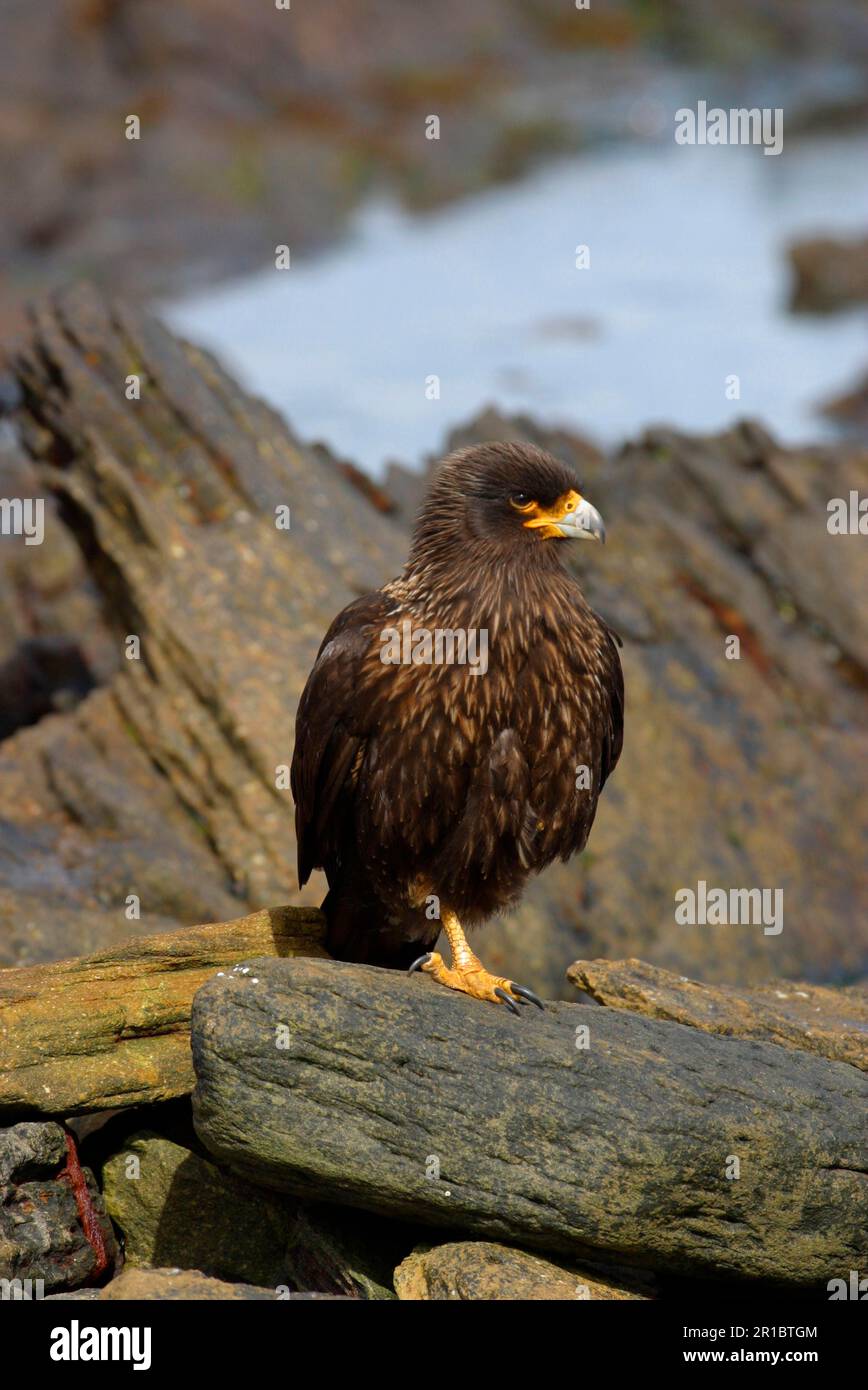 Striped striated caracara (Phalcoboenus australis) Falkland Bird Adult ...