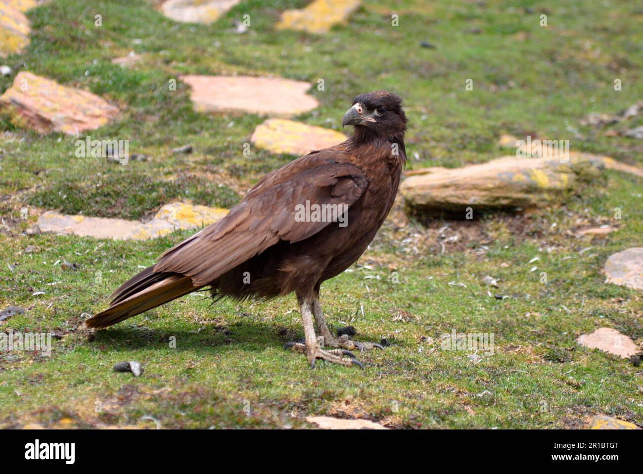 Striped striated caracara (Phalcoboenus australis) Immature bird of the ...