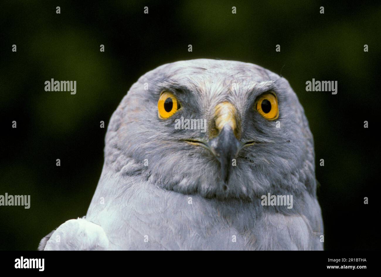 Hen Harrier, hen harriers (Circus cyaneus), Birds of Prey, Animals ...