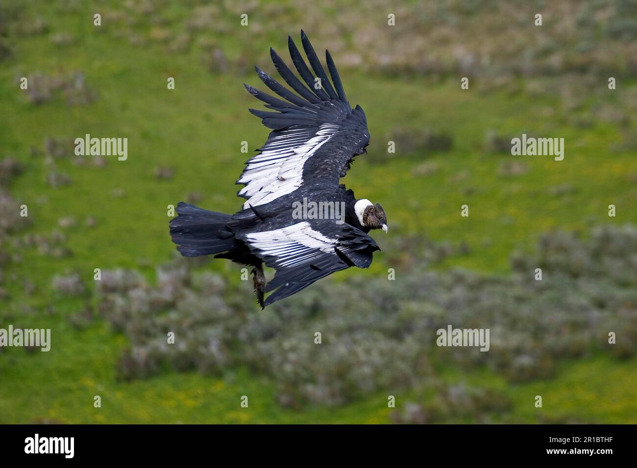 Andean condor (Vultur gryphus) adult, on the run Stock Photo - Alamy
