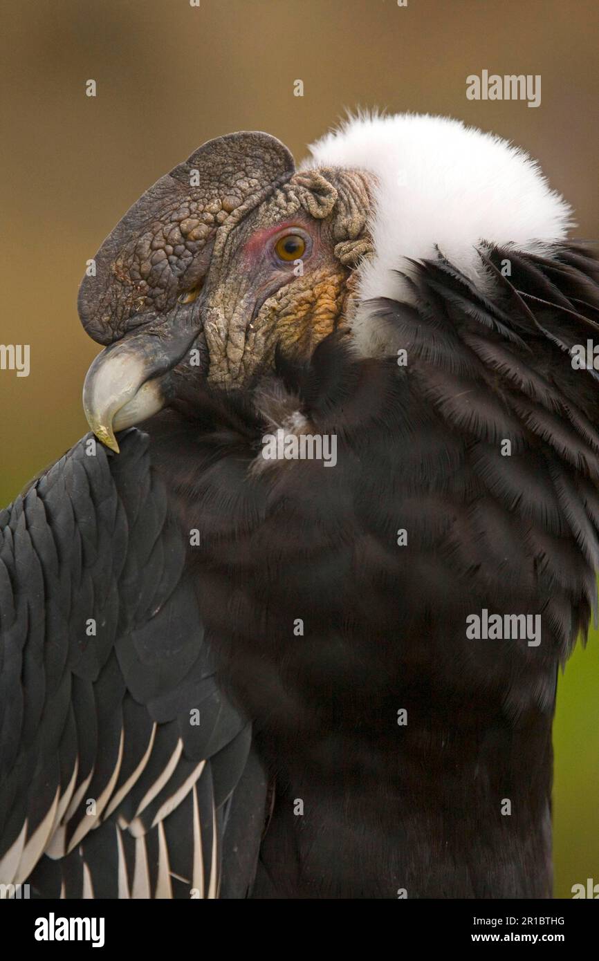 Andean condor (Vultur gryphus) adult male, close-up of head, in high ...