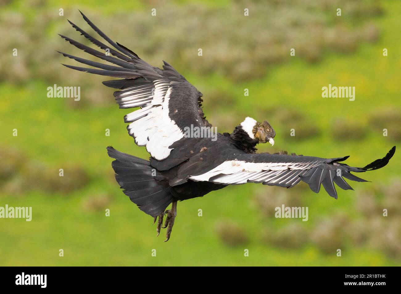 Andean condor (Vultur gryphus) adult male, on the run, Patagonia, Chile ...