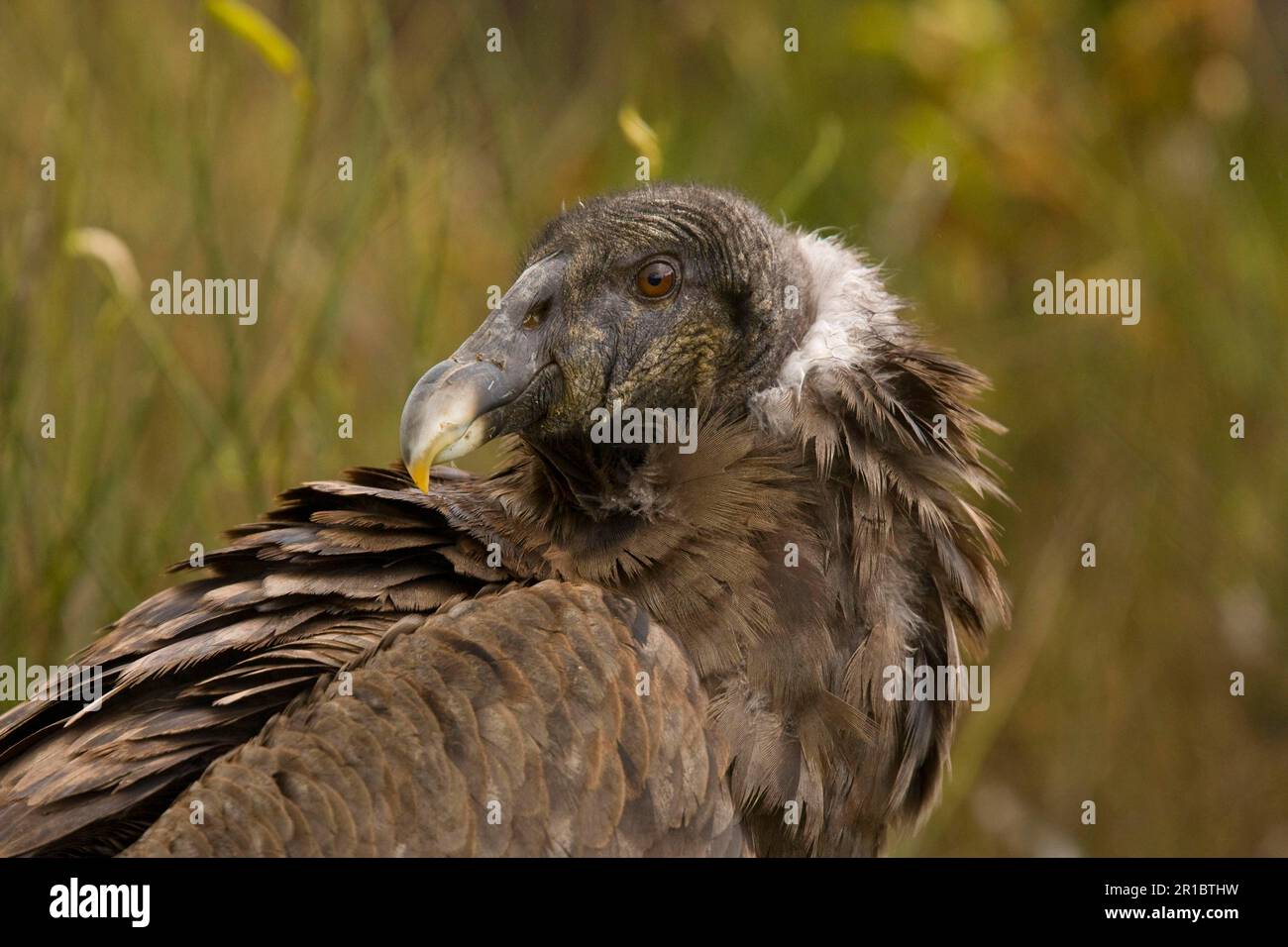 Andean condor (Vultur gryphus) immature, close-up of head, in high ...