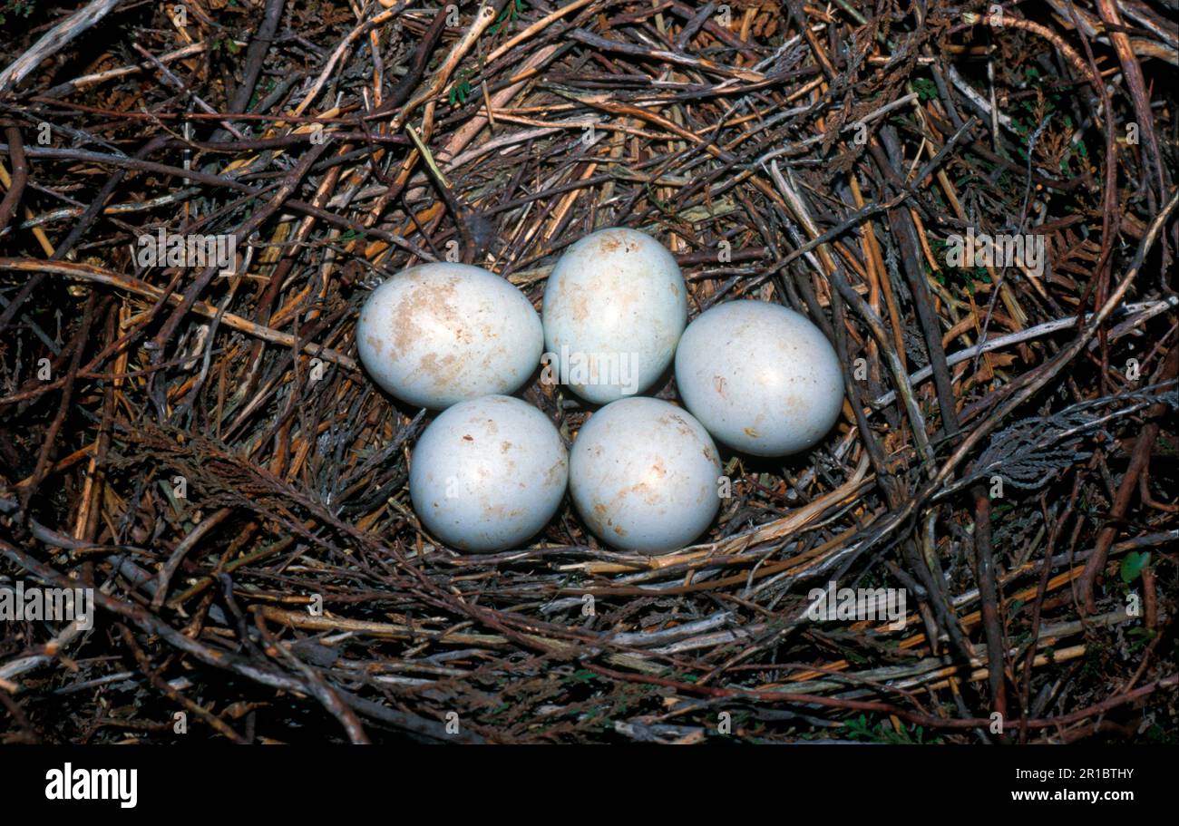 Hen Harrier, hen harriers (Circus cyaneus), Birds of Prey, Animals ...
