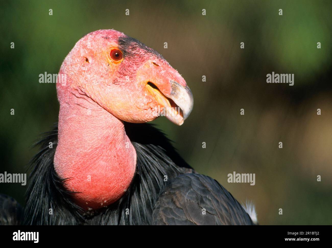 California condor, California Condors (Gymnogyps californianus ...