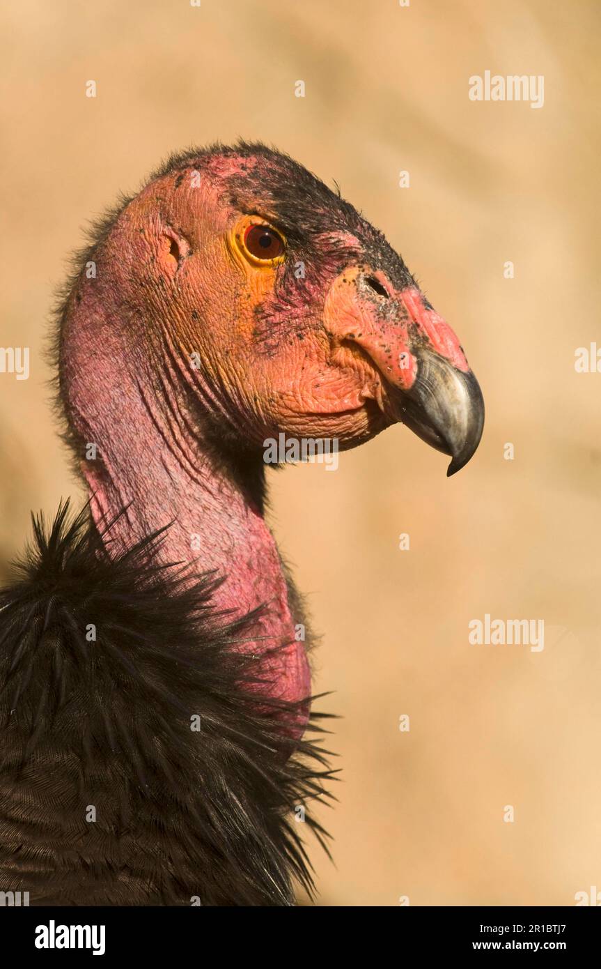 California condor head hi-res stock photography and images - Alamy