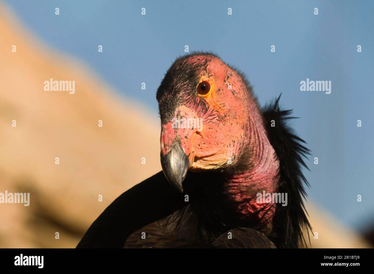 California condor head hi-res stock photography and images - Alamy