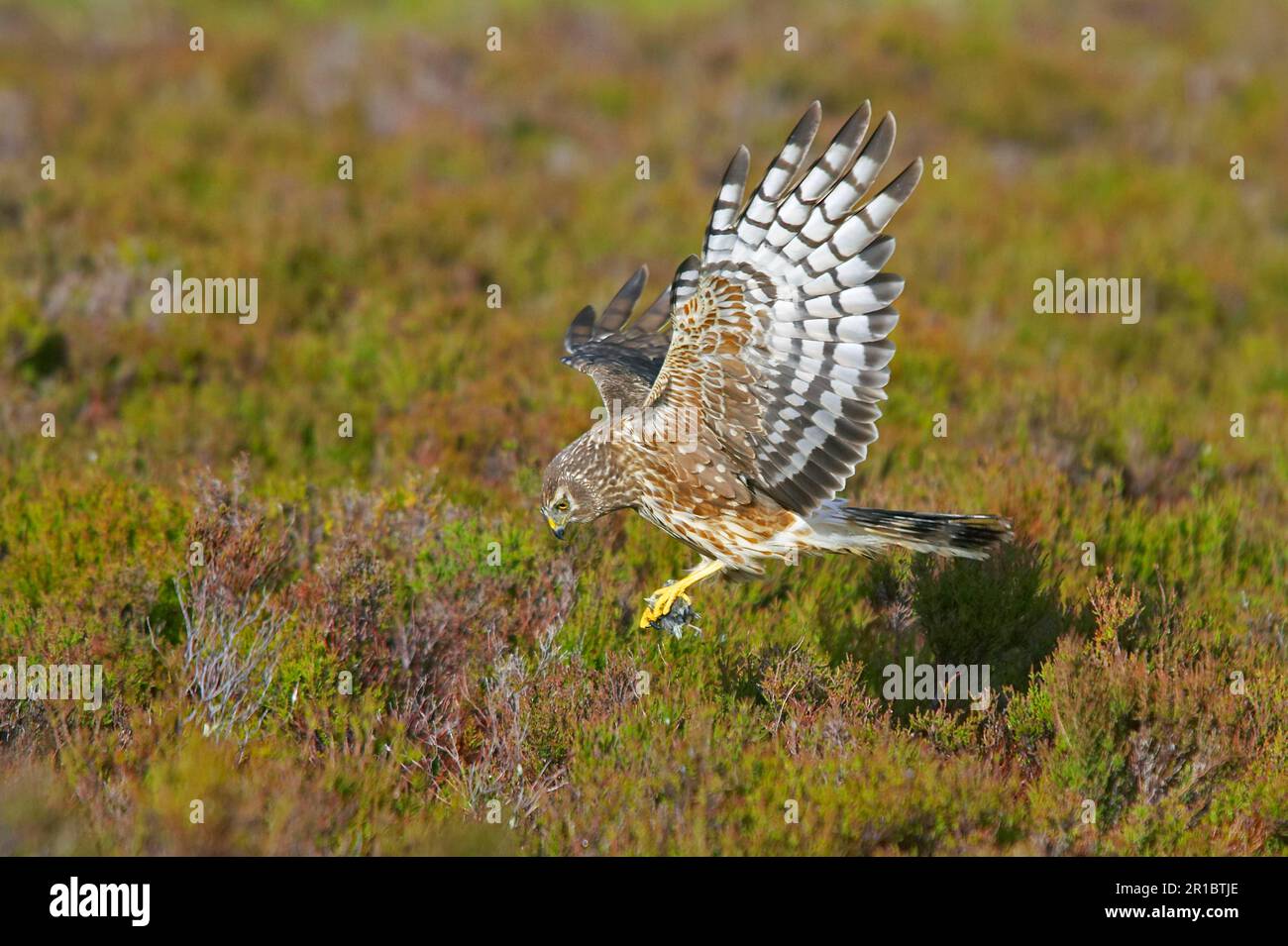 Hen harrier (Circus cyaneus) adult female, with prey in talons, in ...