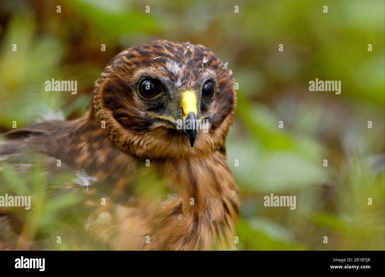 Hen Harrier, hen harriers (Circus cyaneus), birds of prey, animals ...