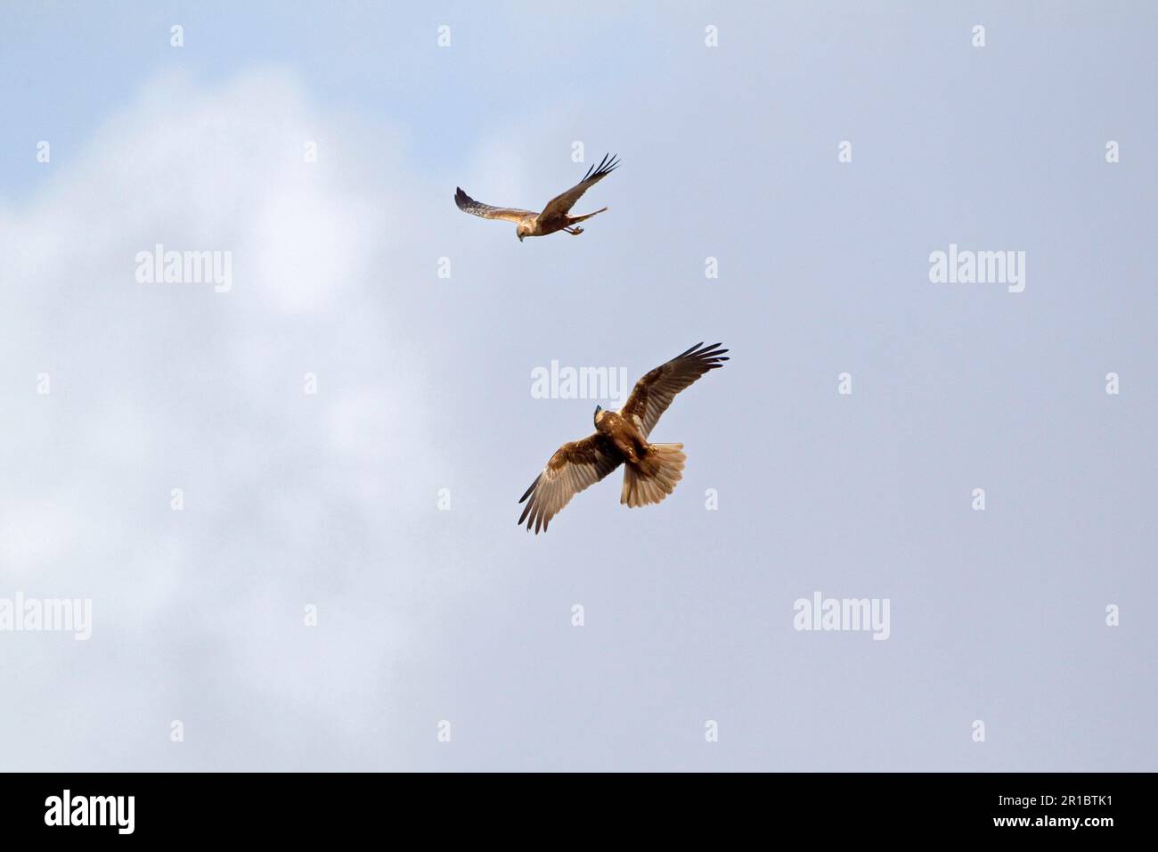 Circus aeroginosus, Marsh Harrier, western marsh-harriers (Circus ...