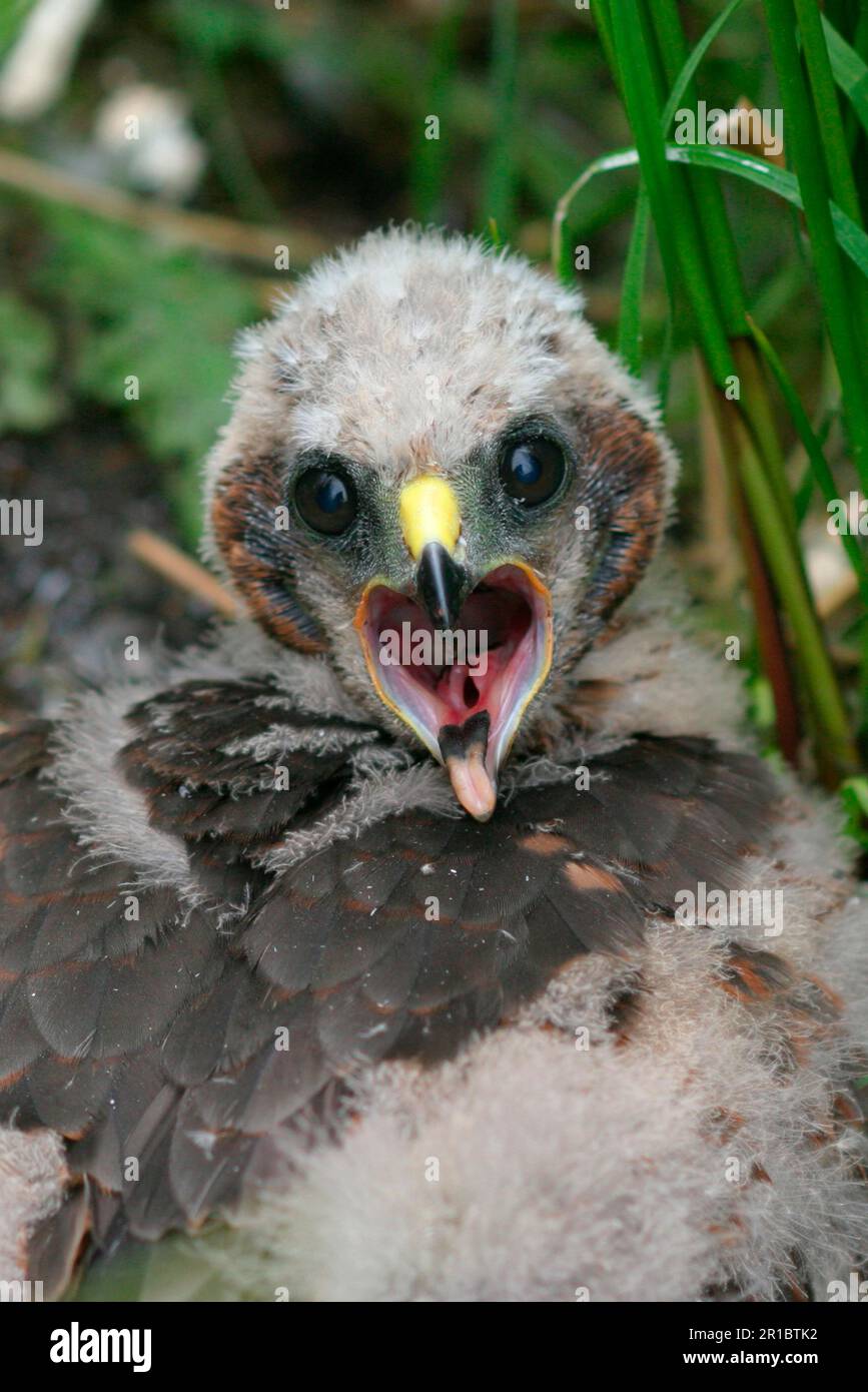 Hen Harrier, hen harriers (Circus cyaneus), birds of prey, animals ...