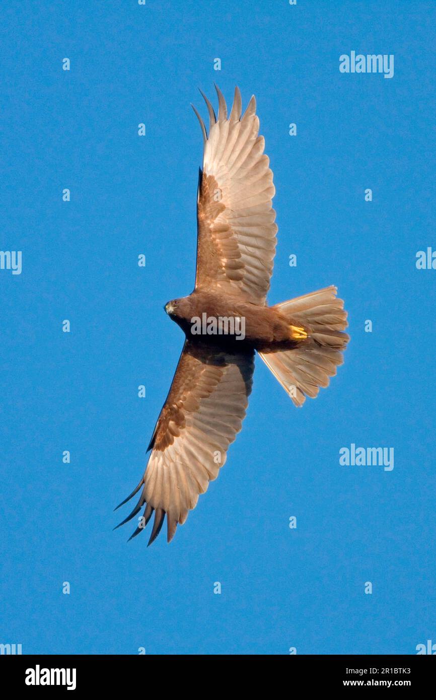 Circus aeroginosus, Marsh Harrier, western marsh-harriers (Circus ...