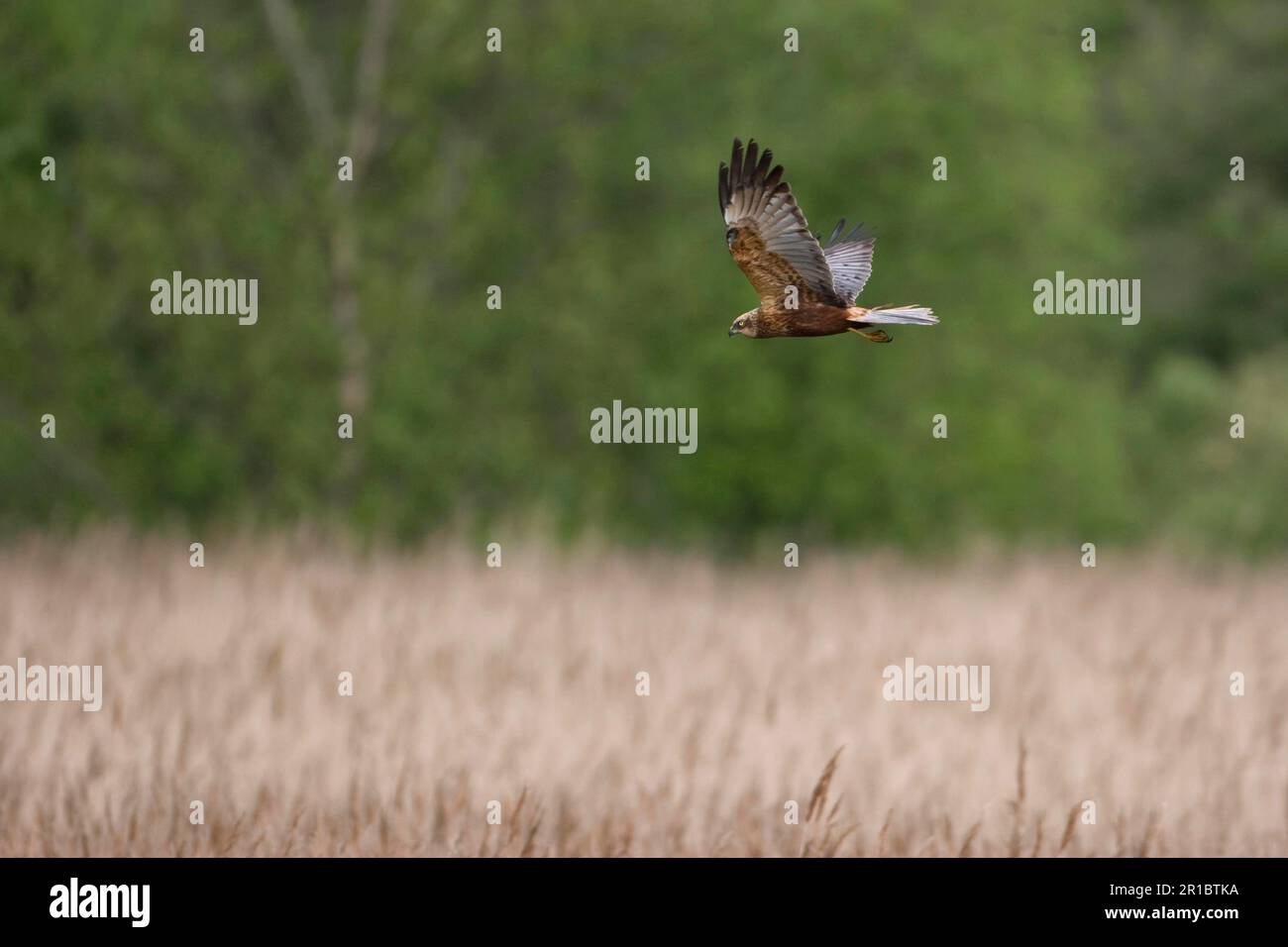 Circus aeroginosus, Marsh Harrier, western marsh-harriers (Circus ...