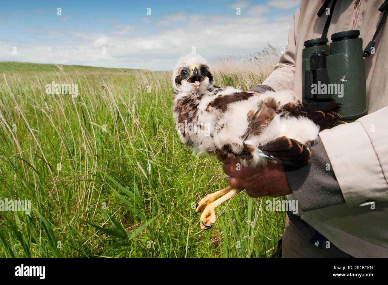 Western Marsh Harrier (Circus aeruginosus) chick, being held by ...