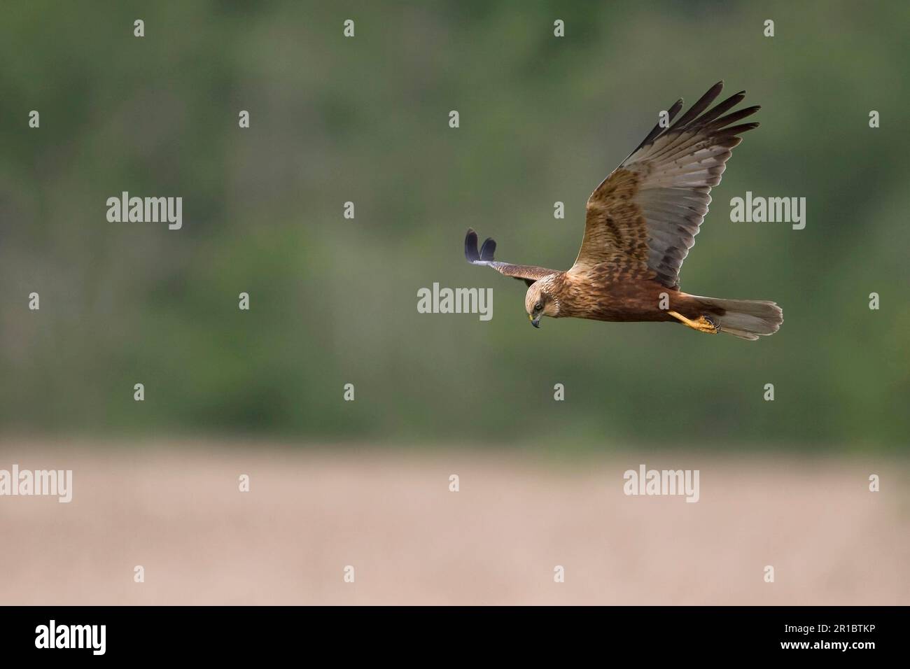 Circus aeroginosus, Marsh Harrier, western marsh-harriers (Circus ...