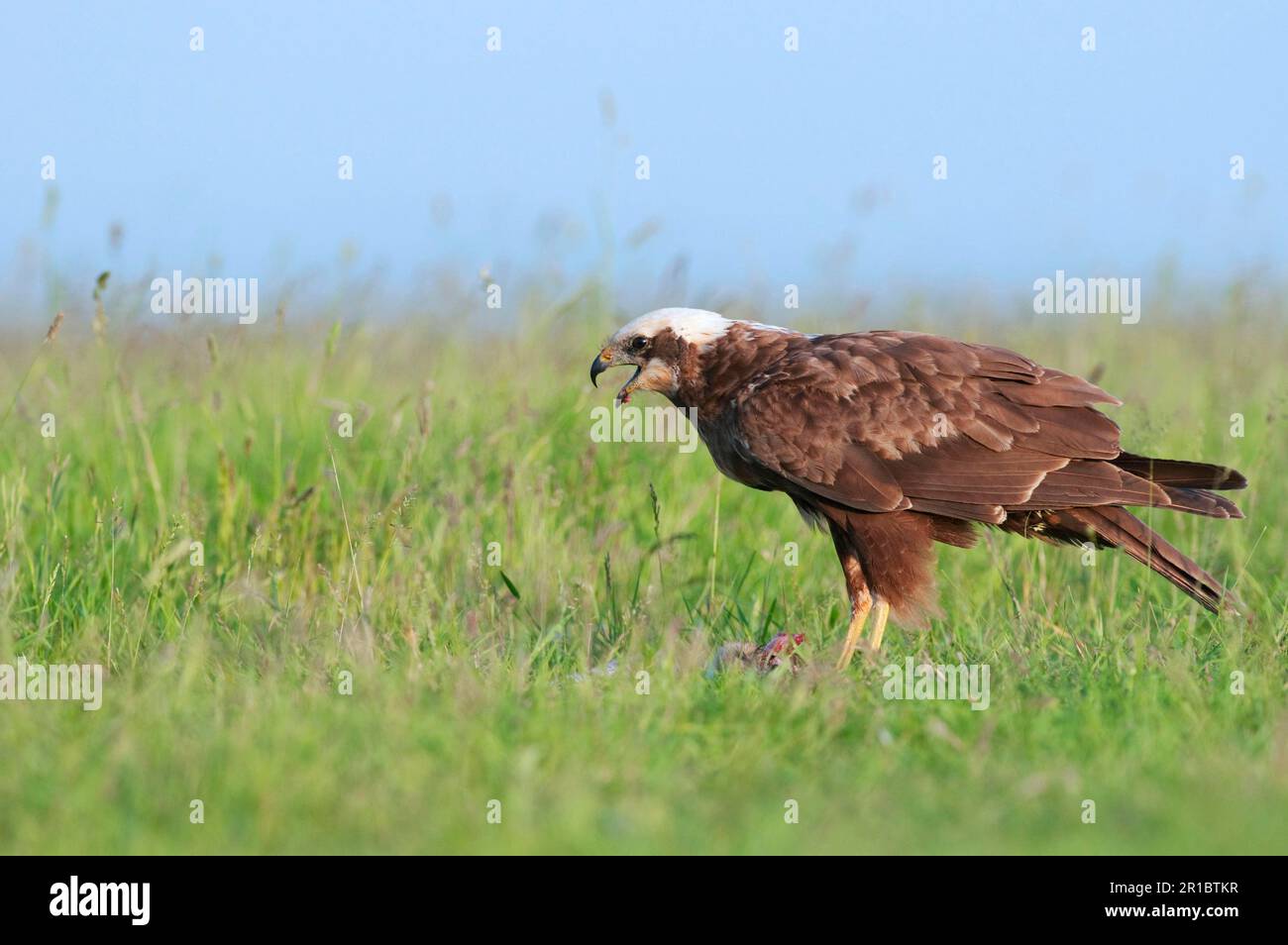 Western Marsh Harrier (Circus aeruginosus) adult female, feeding on ...