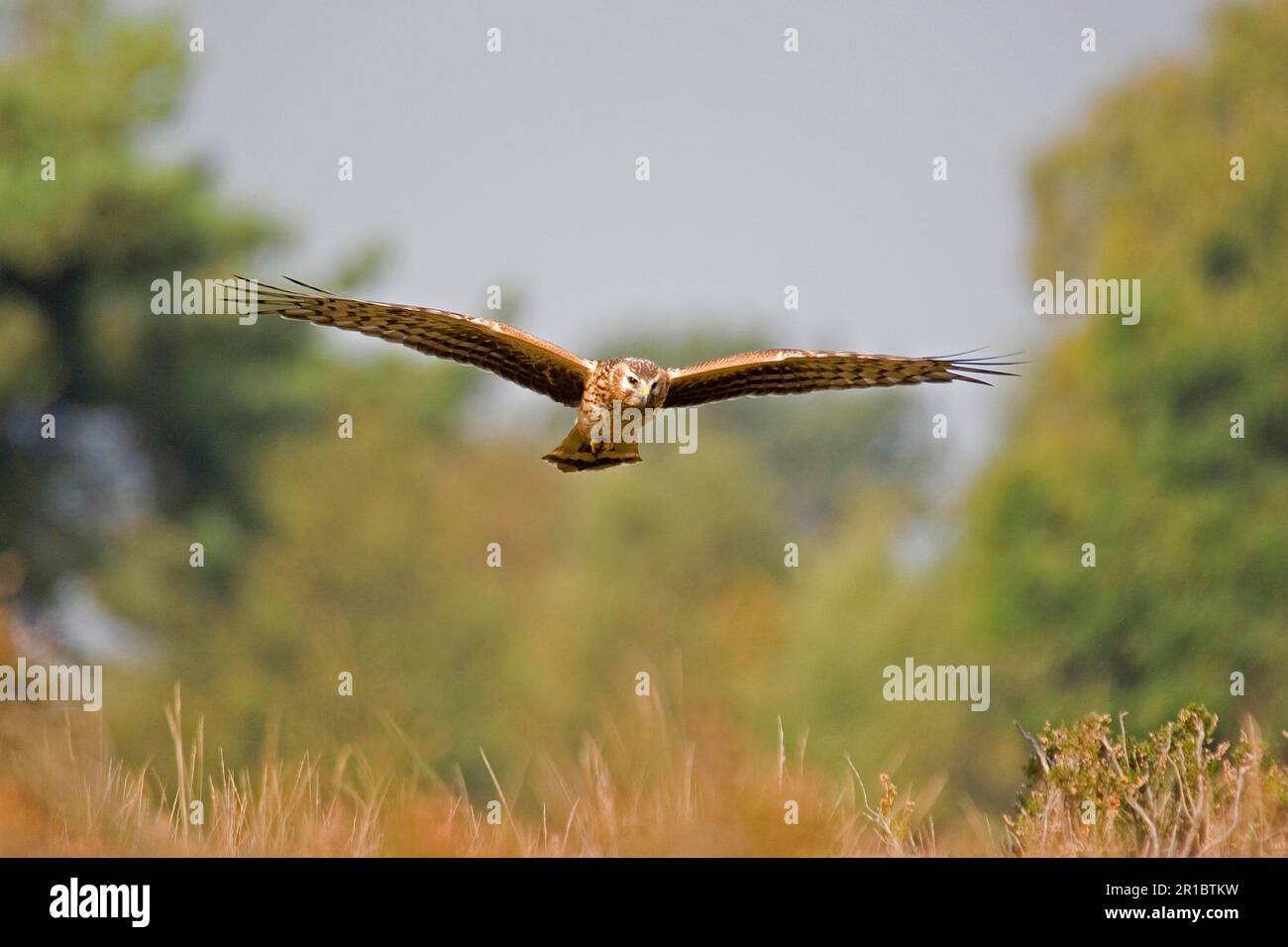 Hen Harrier, hen harriers (Circus cyaneus), birds of prey, animals ...