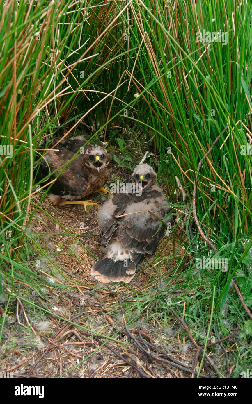 Juvenile hen harrier hi-res stock photography and images - Alamy