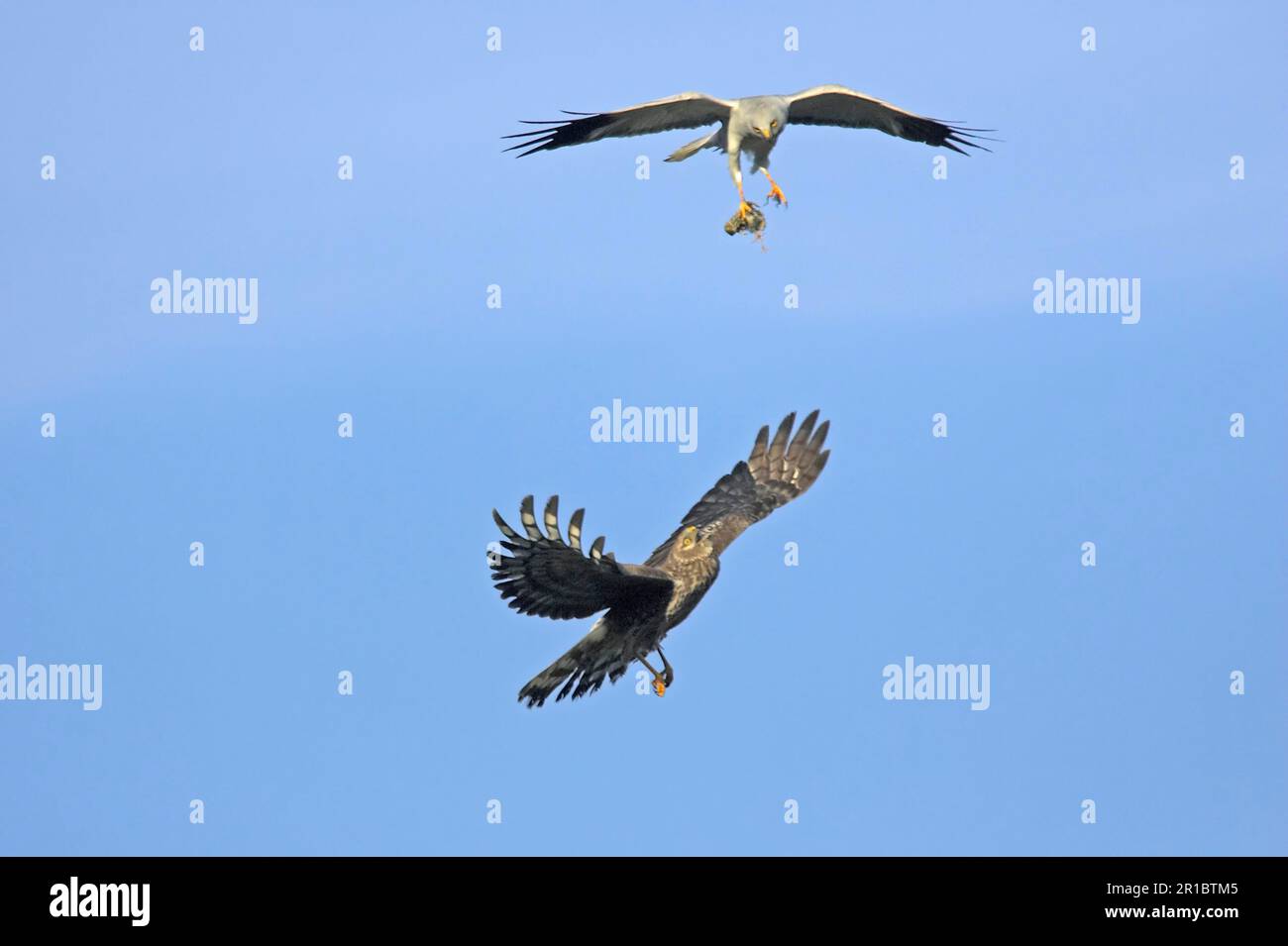 Hen harrier (Circus cyaneus), adult pair, foraging, in flight ...