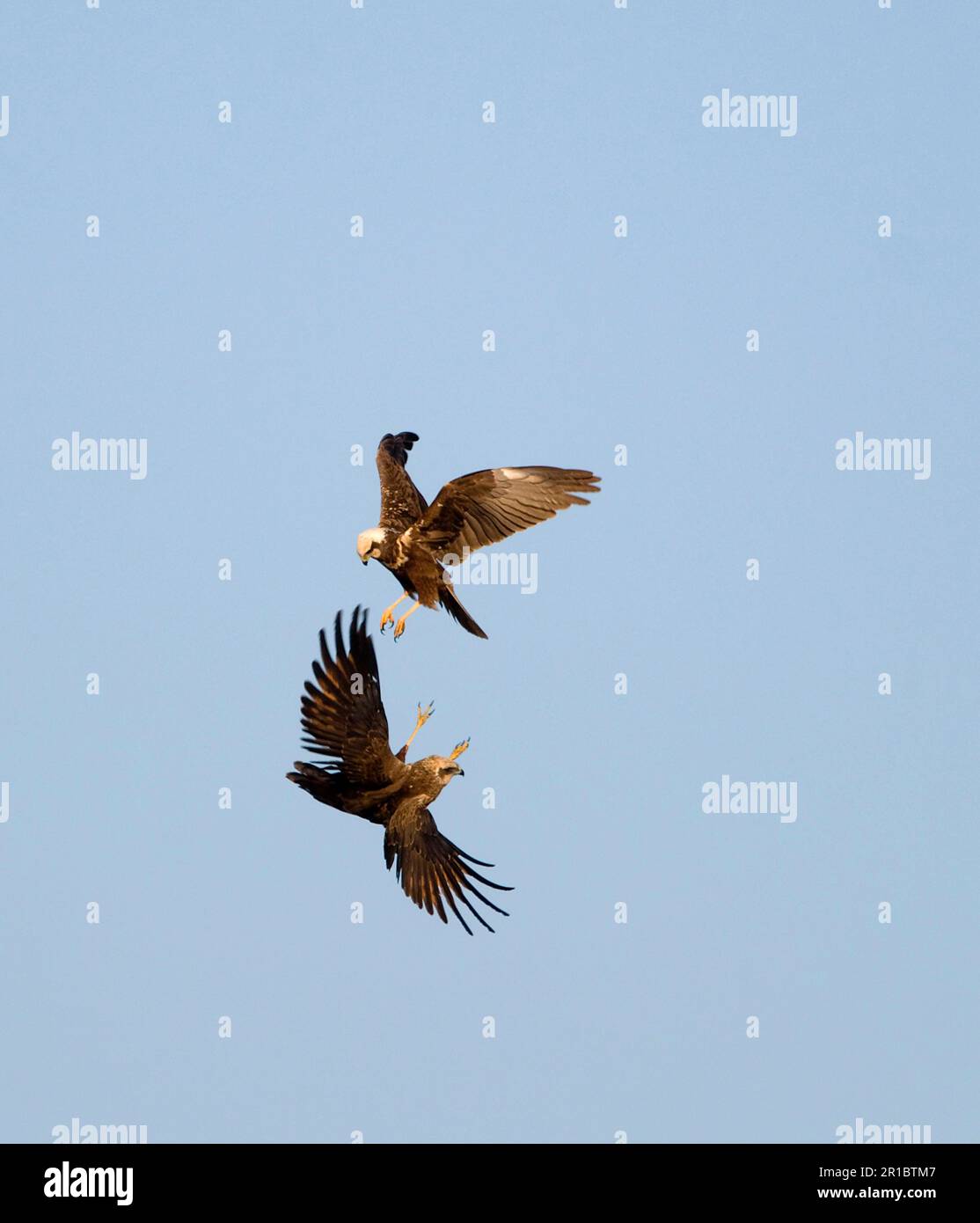 Western Marsh Harrier (Circus aeruginosus) two adult females, in flight ...