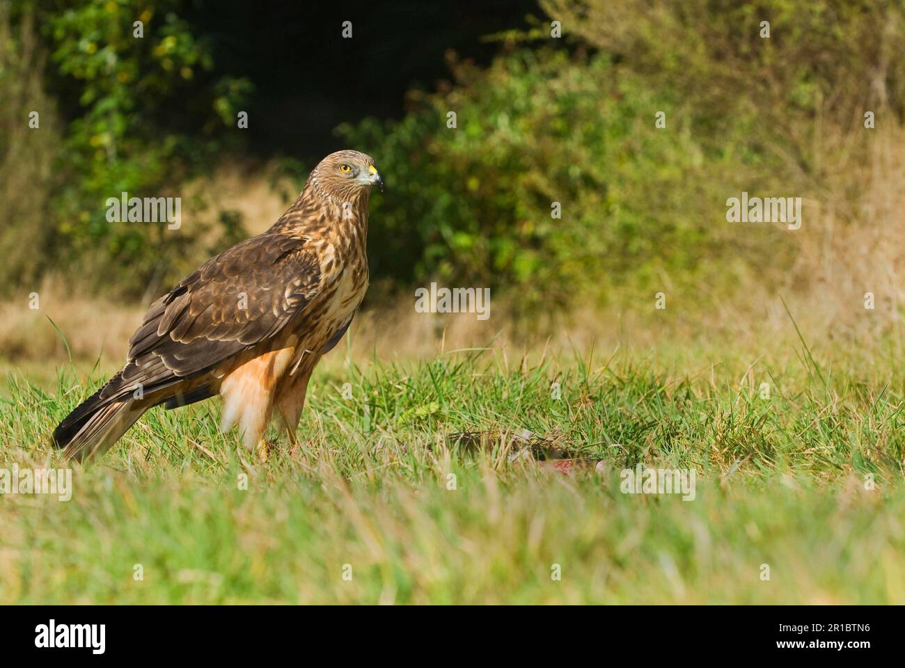 Marsh harriers hi-res stock photography and images - Alamy