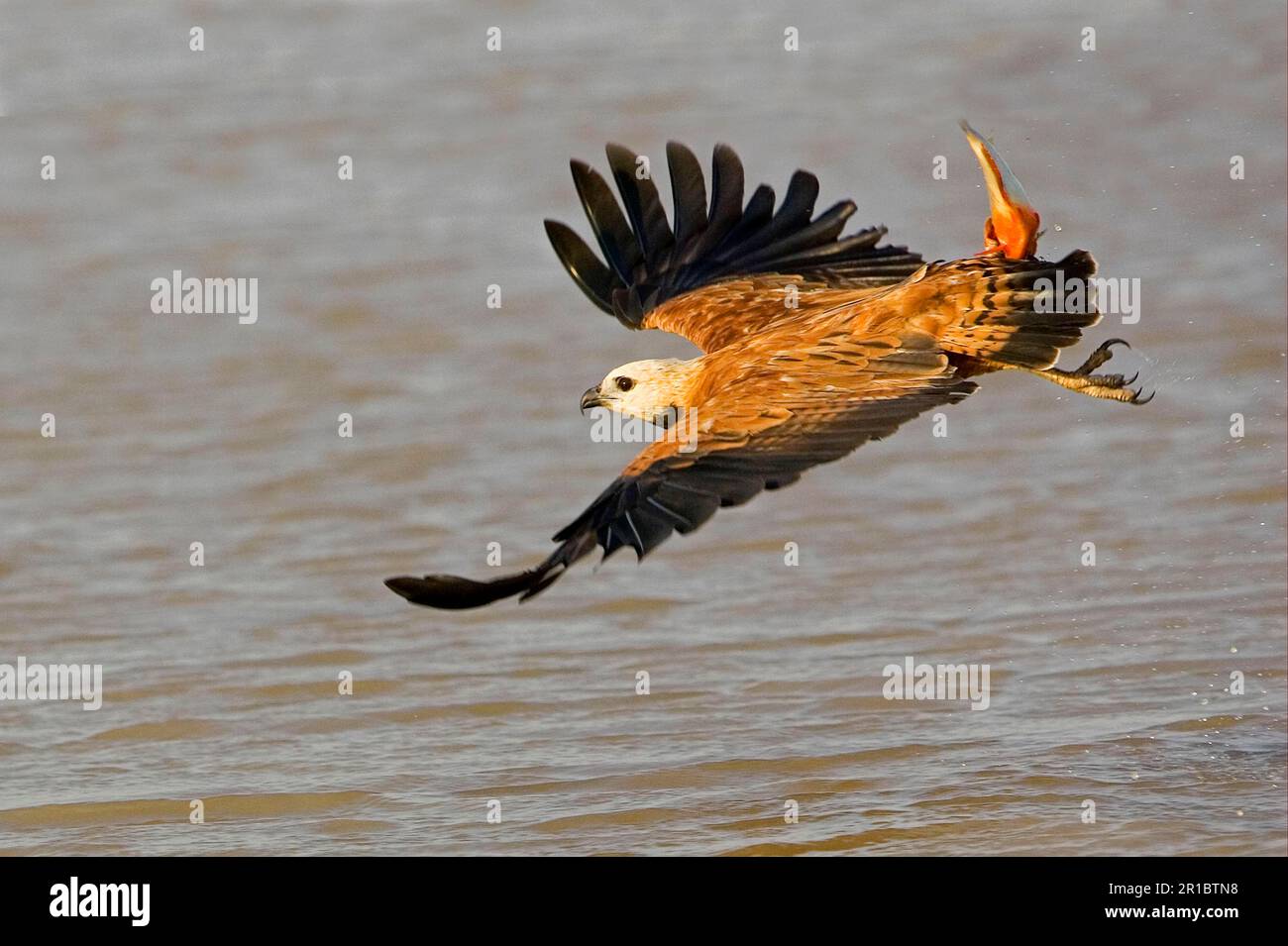 Fish Hawk, black-collared hawks (Busarellus nigricollis), White-headed Hawk, White-headed ...