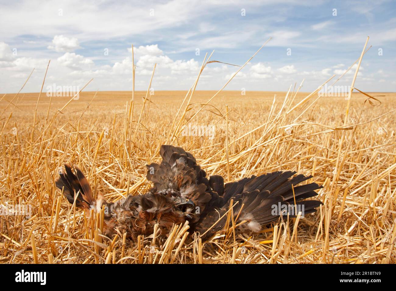 Montagu's Harrier (Circus pygargus) dead chick, killed on nest in ...