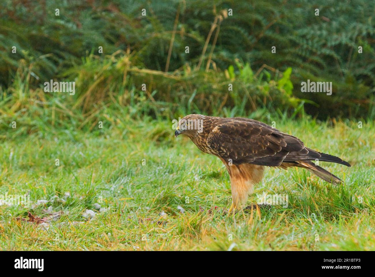 Swamp harrier (Circus approximans), Marsh Harriers, birds of prey ...