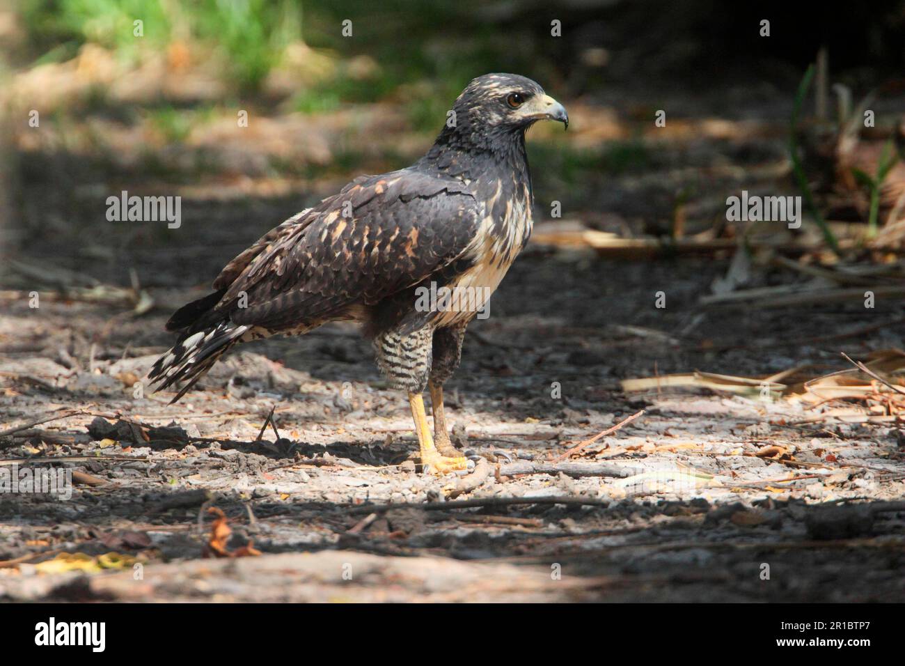 Young Mangrove Black Hawk (Buteogallus anthracinus subtilis), standing ...