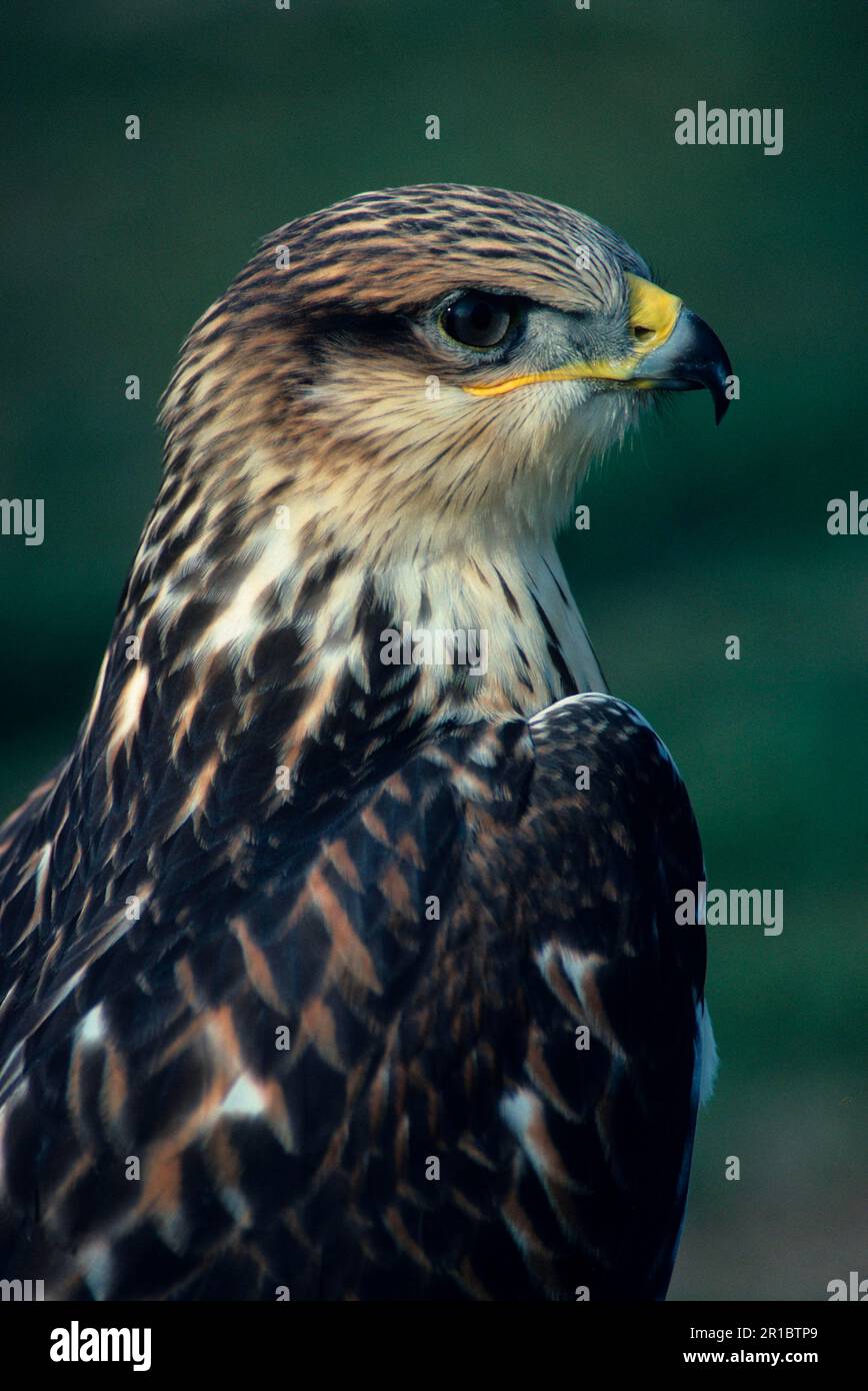 King Buzzard, King Buzzards, King Buzzards, King Buzzards, King ...