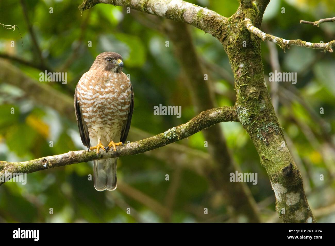 Broad-winged hawk (Buteo platypterus), Broad-winged Hawk, Broad-winged ...