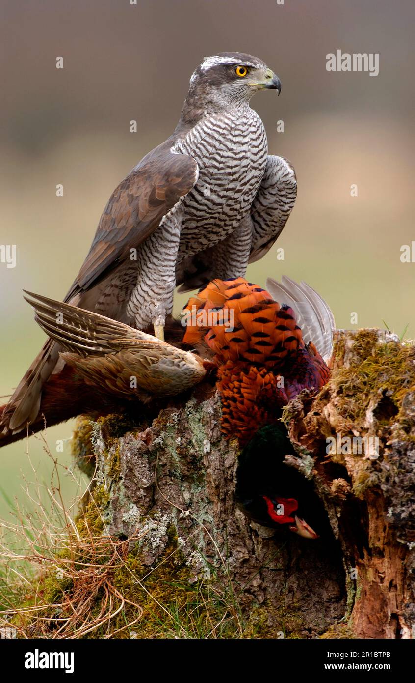 Northern Goshawk (Accipiter gentilis) Feeding on male common pheasant ...