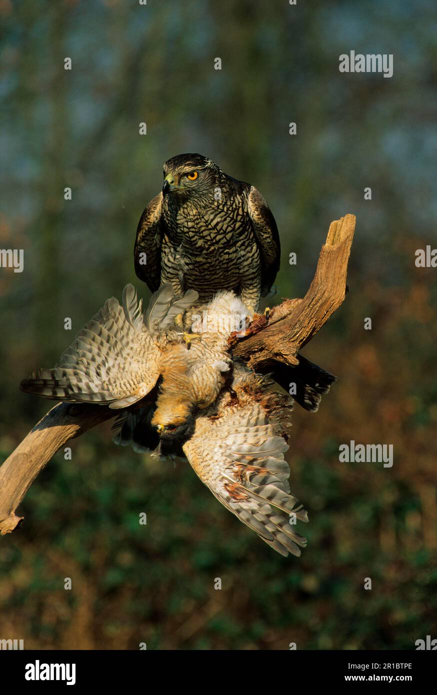 Woodland Hunters Northern Goshawk