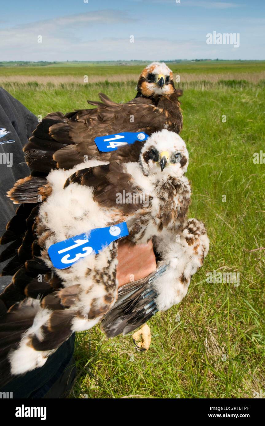 Western Marsh Harrier (Circus aeruginosus) two chicks, being held by ...