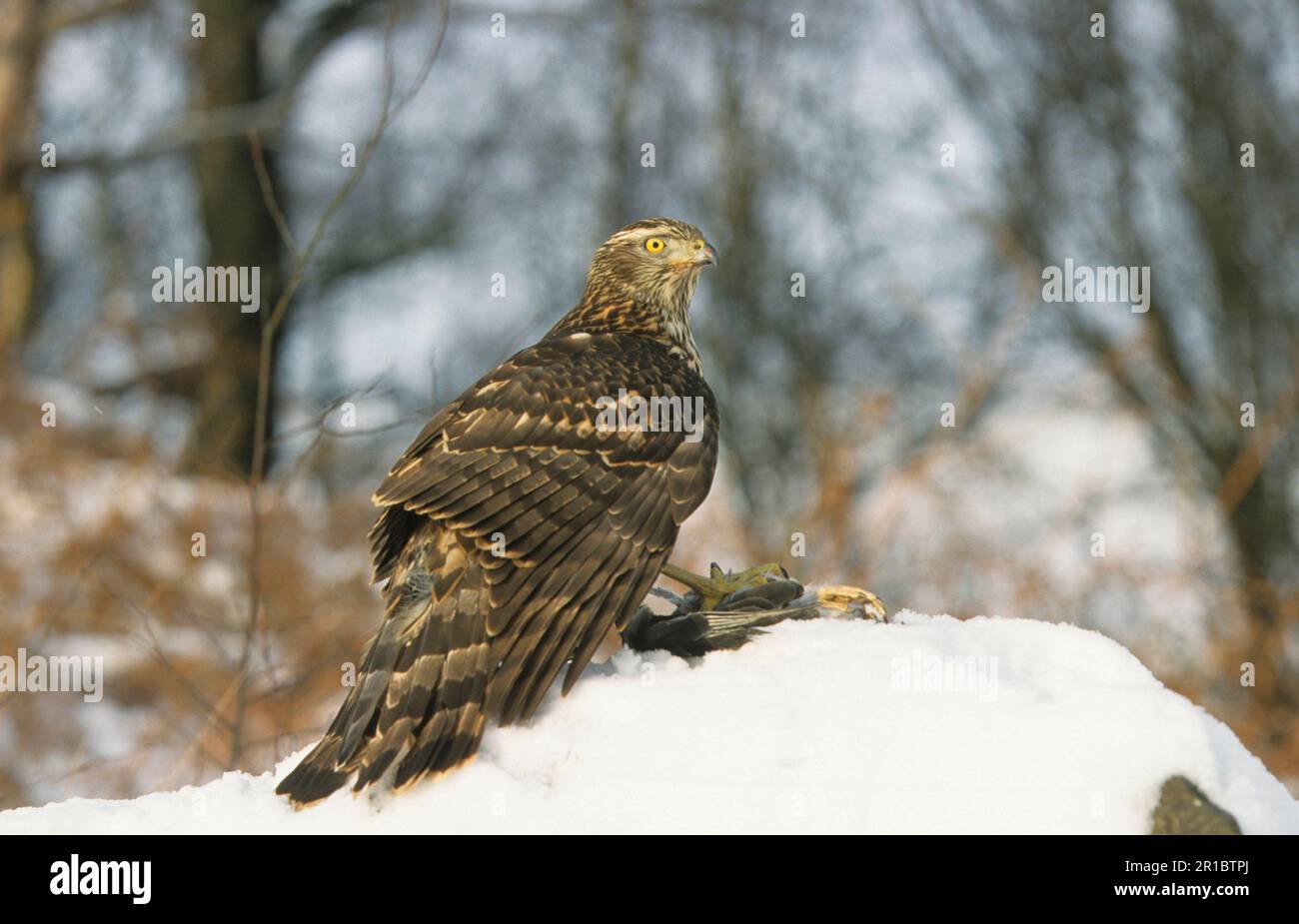 Bird of prey mantling hi-res stock photography and images - Alamy
