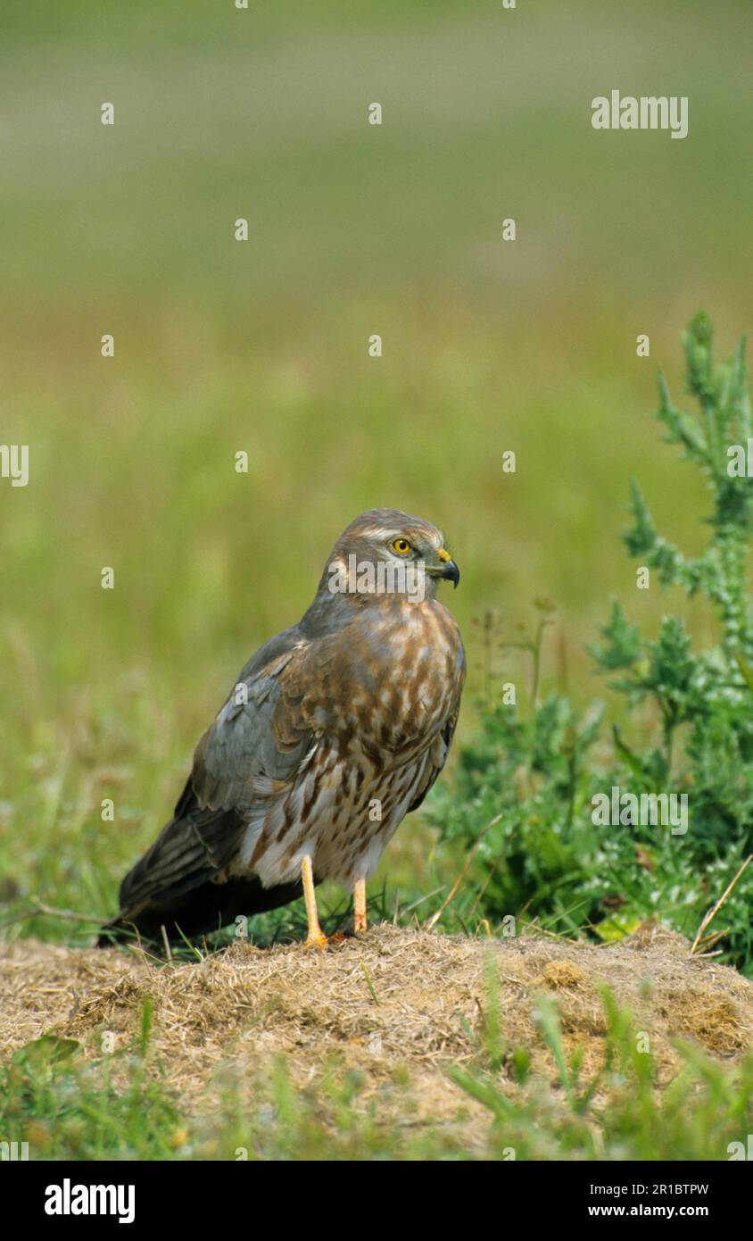 Montagu's Harrier, Montagu's Harriers (Circus pygargus), Birds of Prey ...