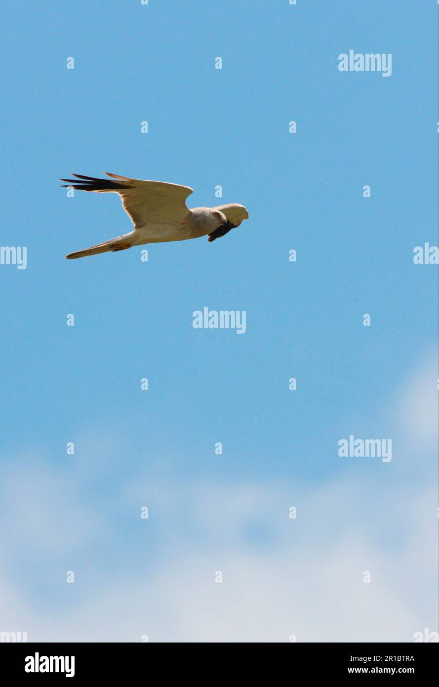 Pallid harrier hi-res stock photography and images - Alamy