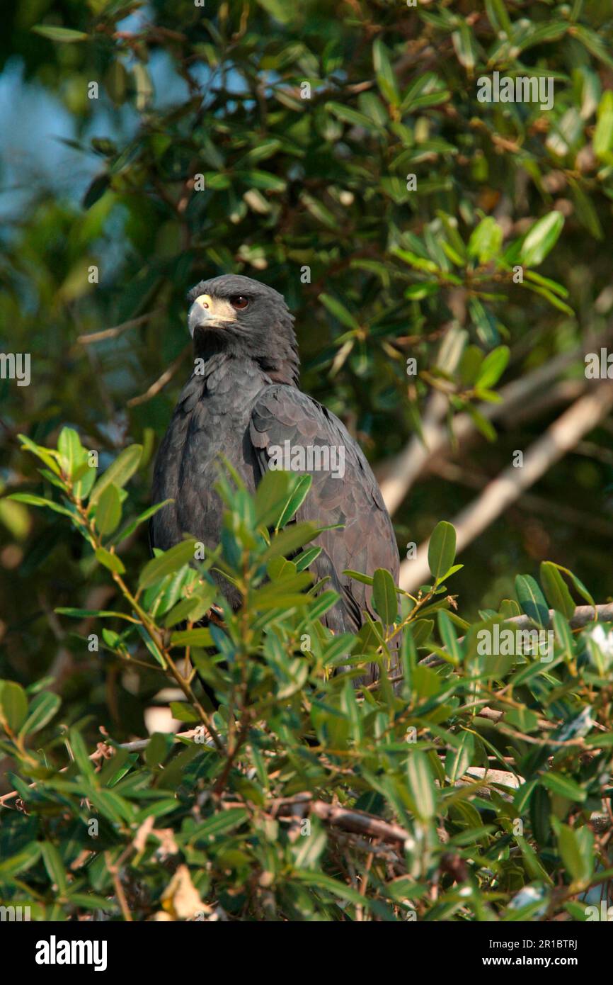 Great Black Hawk (Buteogallus urubitinga) adult, perched in tree ...