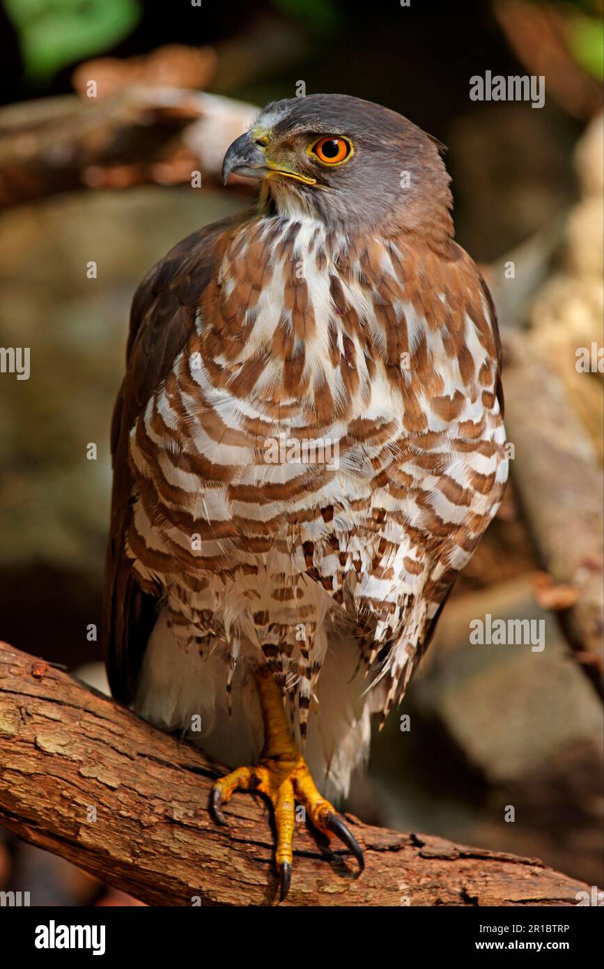 Adult Crested Goshawk (Accipiter trivirgatus indicus), sitting on a branch after bathing, Kaeng ...
