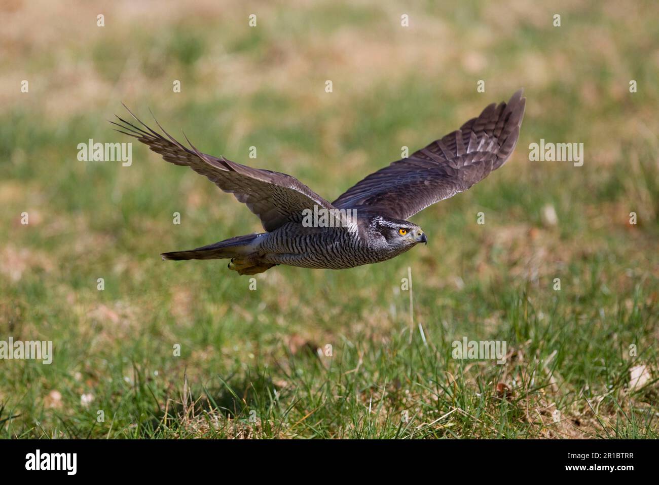 Goshawk peak district hi-res stock photography and images - Alamy