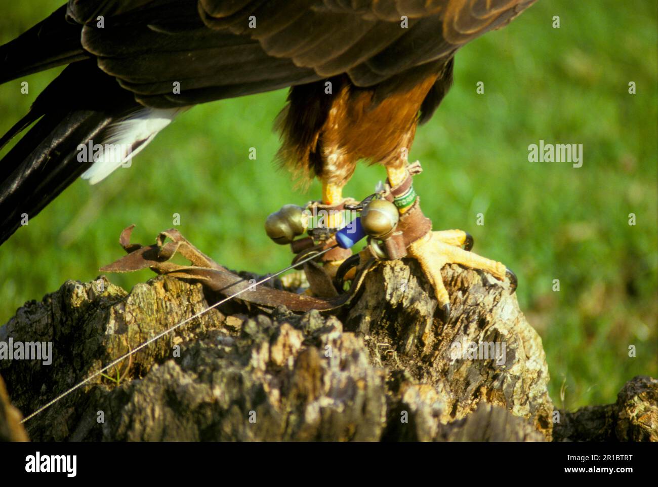 Harris's Hawk, Harris's buzzard, buzzards, birds of prey, animals ...