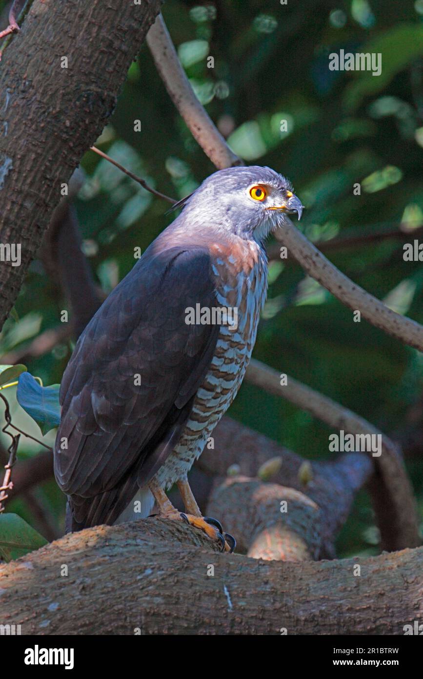 Crested goshawk accipiter trivirgatus adult hi-res stock photography ...