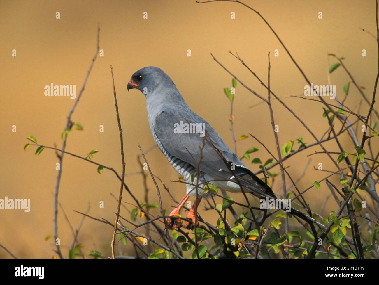 Gabar goshawk micronisus gabar hi-res stock photography and images - Alamy