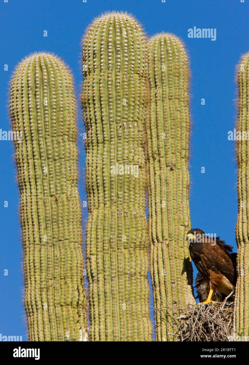 Harris Hawk (Parabuteo unicinctus) adult, at nest in Saguaro (Carnegiea ...