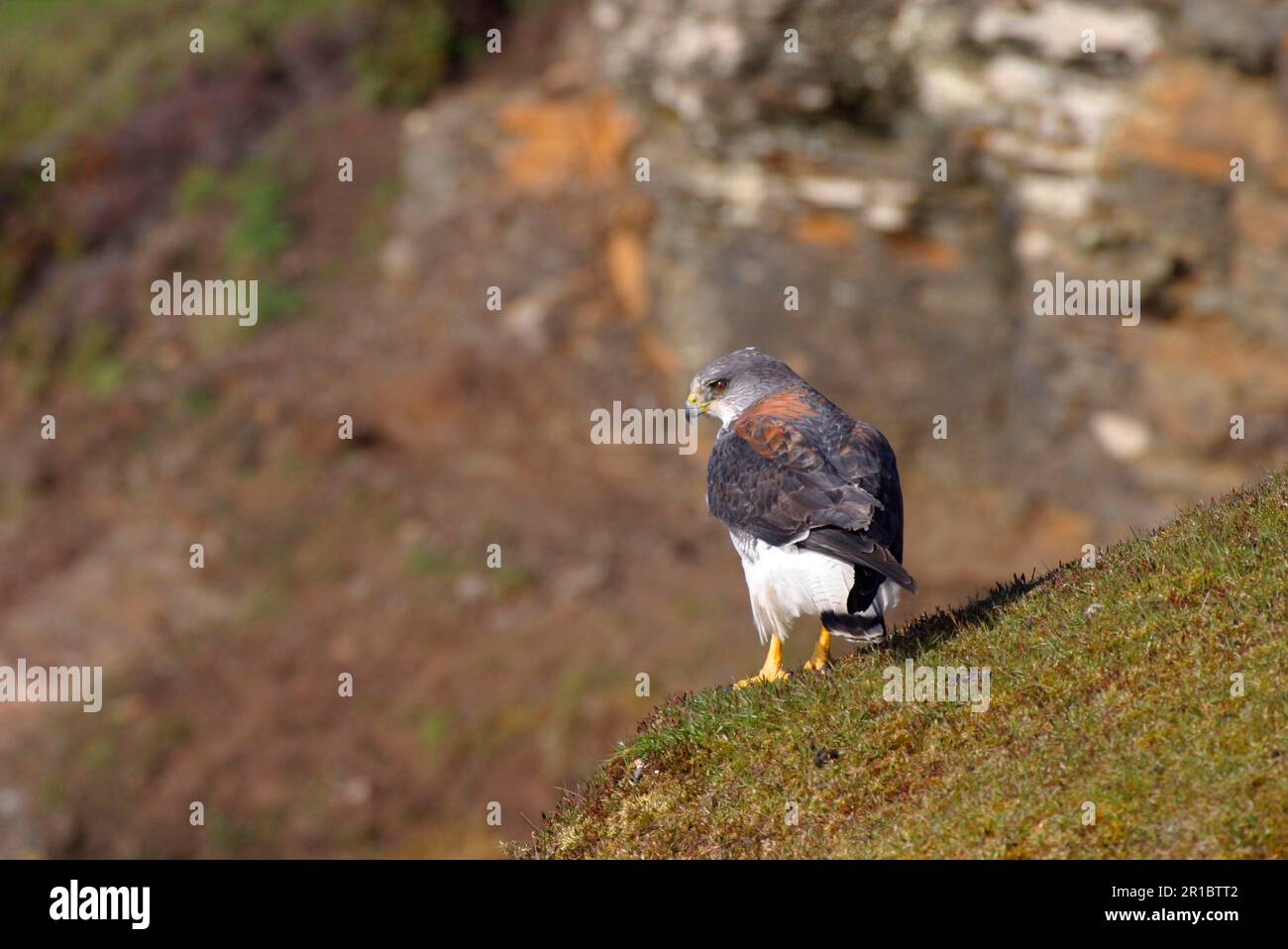 Variable hawk (Buteo polyosoma), red-backed hawks, buzzards, birds of ...