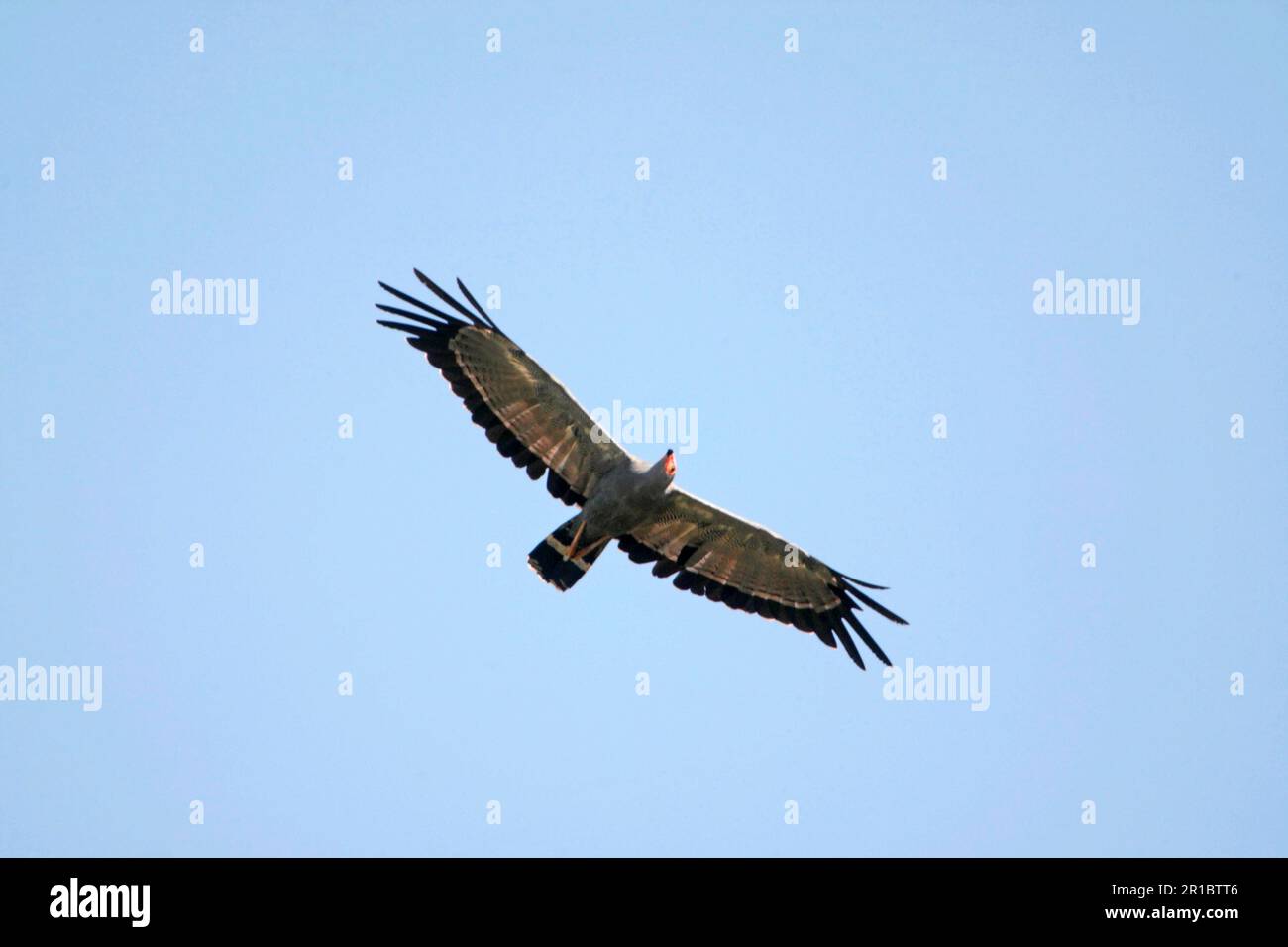 Harrier-hawk, african harrier-hawks (Polyboroides typus), Snake sparrow ...