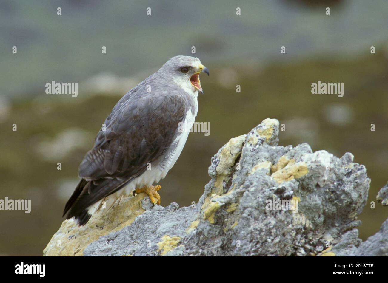 Variable hawk (Buteo polyosoma), Red-backed buzzards, Buzzards, Birds ...
