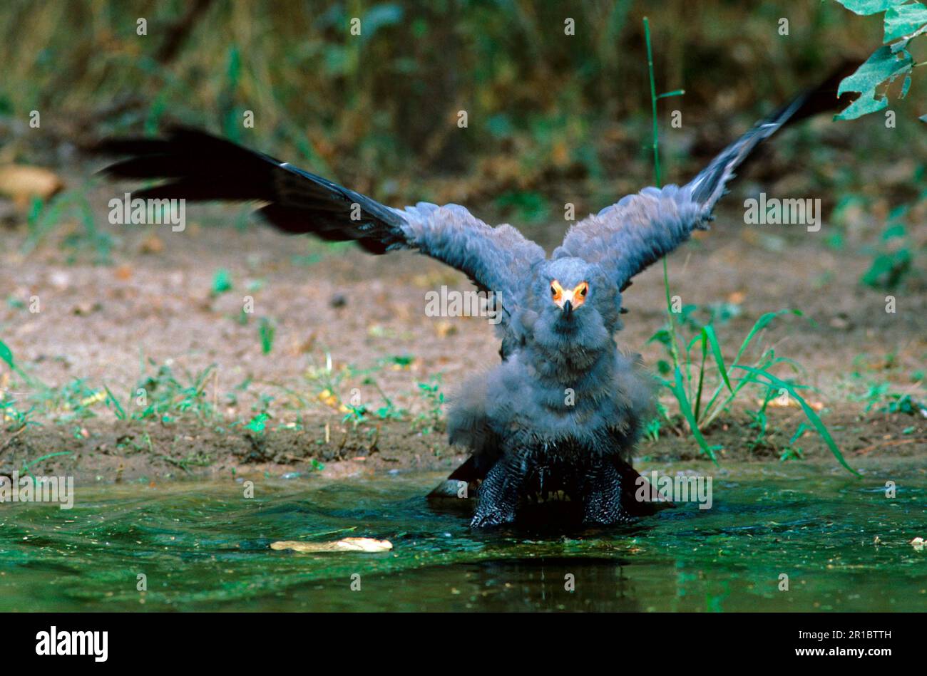 Harrier-hawk, Harriers, african harrier-hawks (Polyboroides typus ...