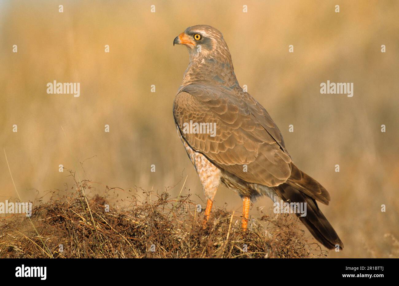 Pale speaking goshawk (Melierax canorus) immature, Kgalagadi ...