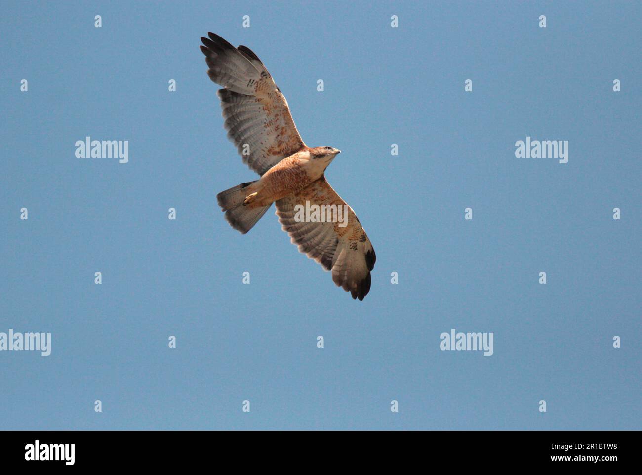Red-backed Hawk (Buteo polyosoma polyosoma) immature, in flight, Villa ...